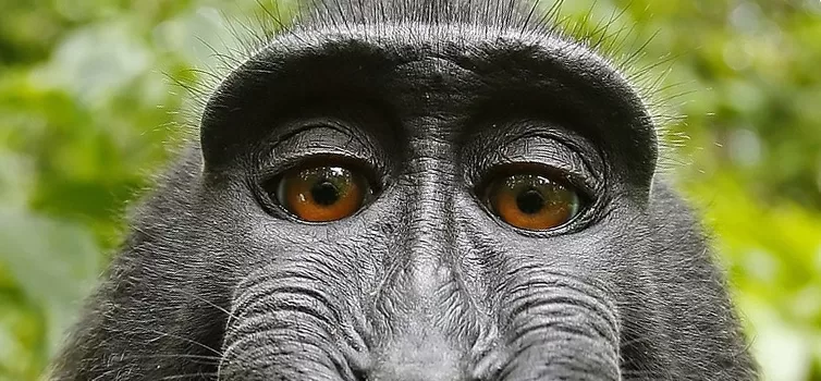 Photographer’s court battle over monkey selfie - 1EarthMedia