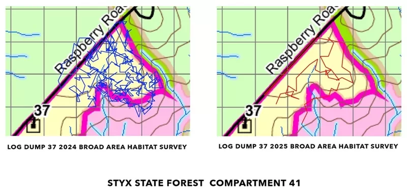 Illegal Logging Greater Glider Habitat in Styx State Forest